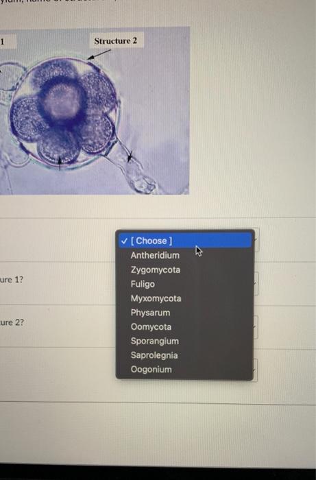 Solved What is the phylum, name of structure 1, name of | Chegg.com
