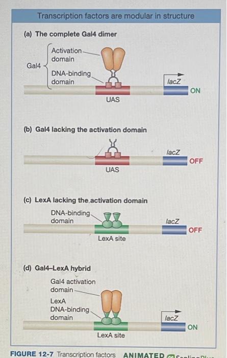 Solved In Figure 12 7 What Effect Would A Gal4 Protein