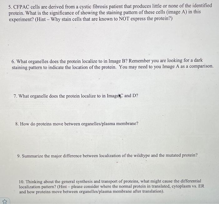 Solved 5. CFPAC cells are derived from a cystic fibrosis | Chegg.com