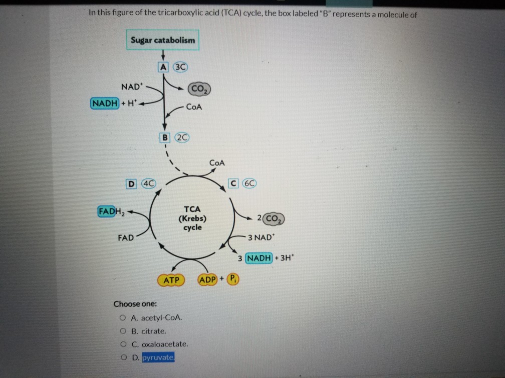 Solved In this figure of the tricarboxylic acid (TCA) cycle, | Chegg.com