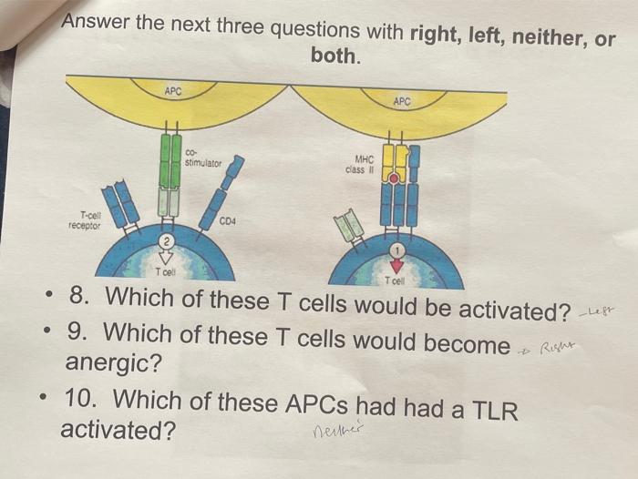 Solved 1. Helper T cells recognize antigen presented by | Chegg.com