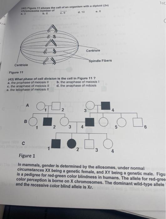 40. A Diagram of a Somatie Cell Centrale Spindle | Chegg.com