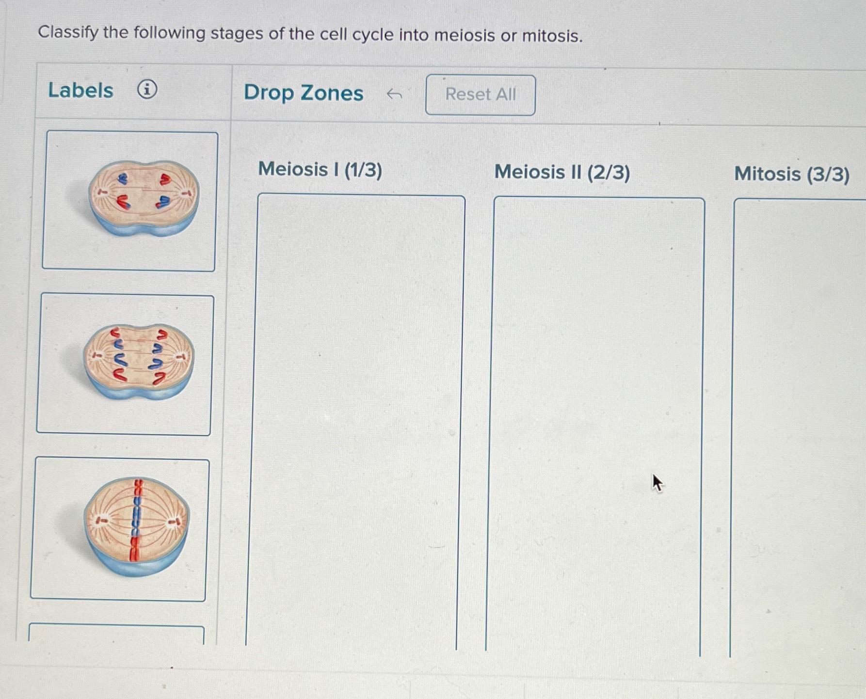 Solved Classify the following stages of the cell cycle into | Chegg.com