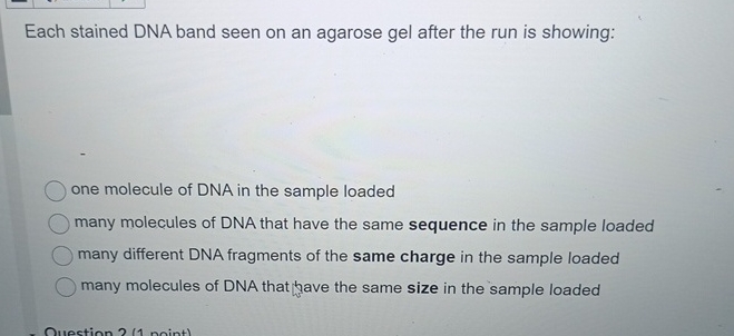 Solved Each stained DNA band seen on an agarose gel after | Chegg.com