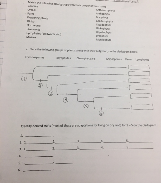 Solved معطل Match the following plant groups with their | Chegg.com