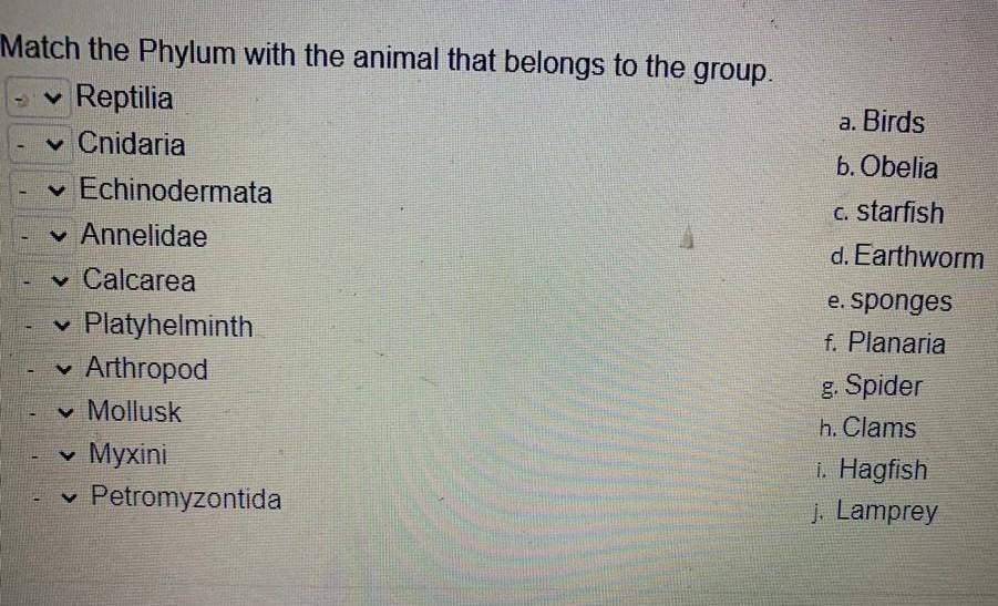 Solved Match the Phylum with the animal that belongs to the | Chegg.com