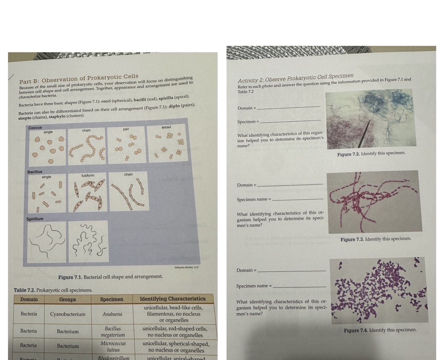 Solved Activity 2: Observe Prokaryotic Cell SpecimenRefer to | Chegg.com