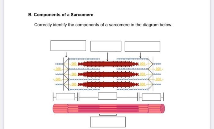 Solved B. Components of a Sarcomere Correctly identify the | Chegg.com