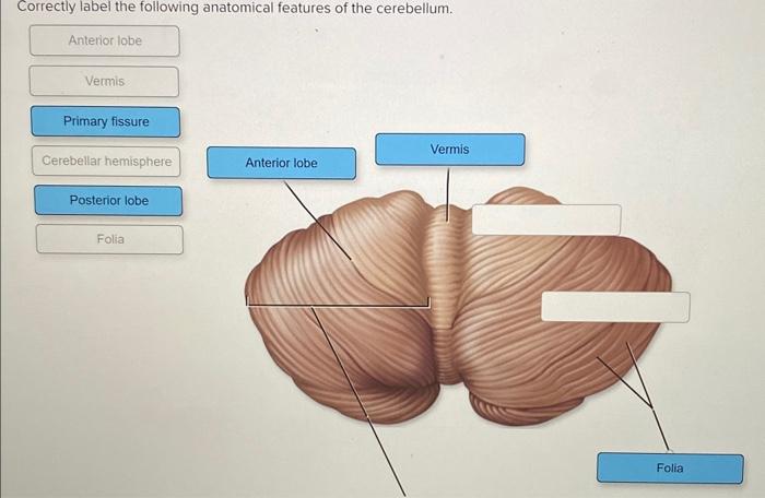 Solved correctly label the following anatomical features of | Chegg.com