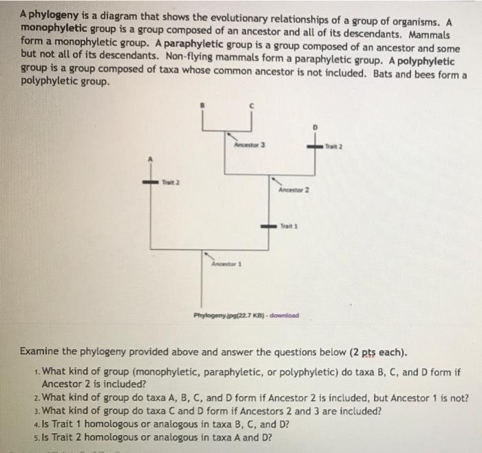 Solved A phylogeny is a diagram that shows the evolutionary | Chegg.com