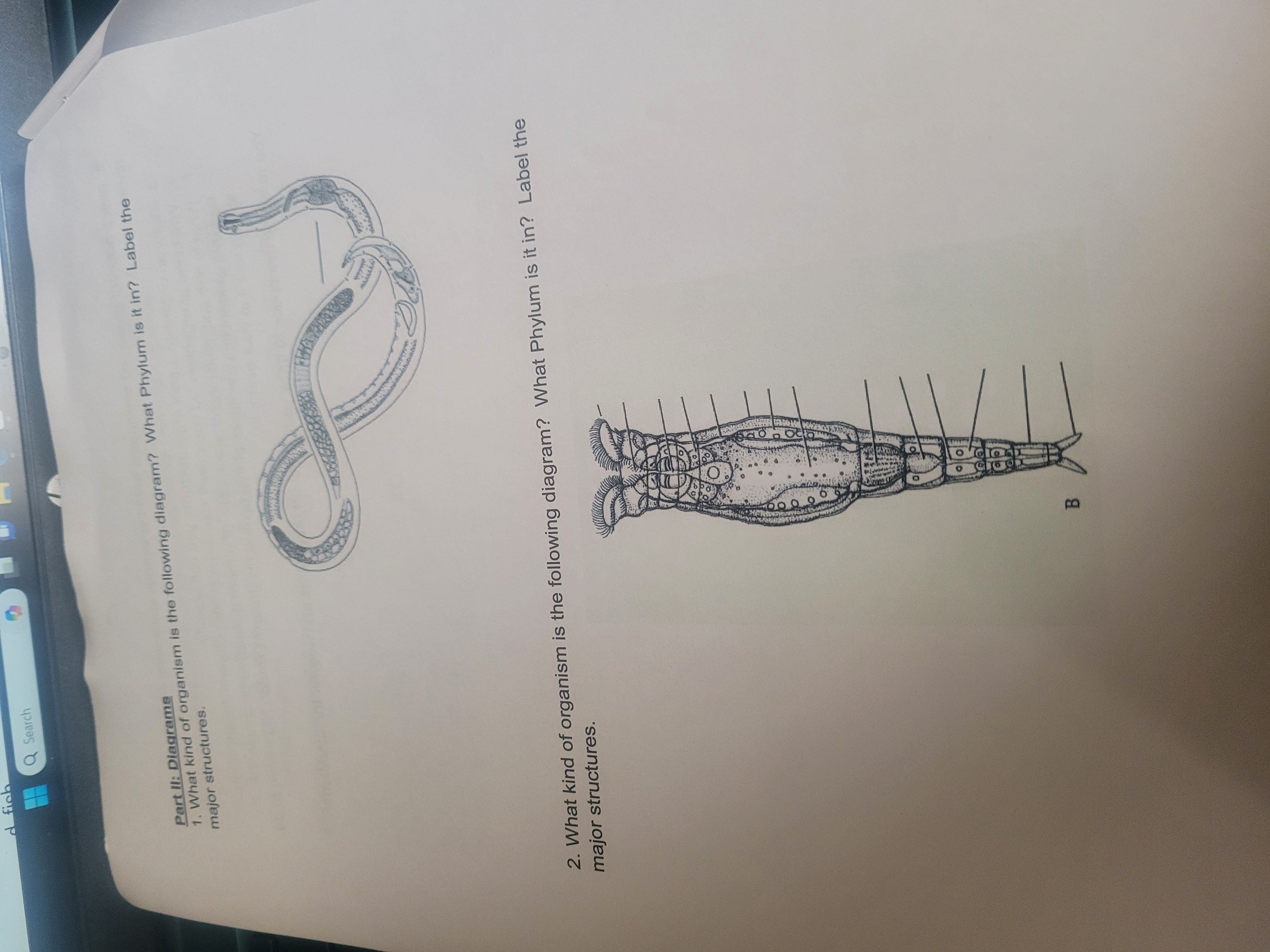 Part 11: DiagramsWhat kind of organism is the | Chegg.com