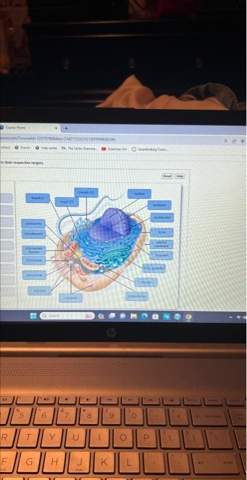 Solved Label the structures of an animal cell. Drag the | Chegg.com
