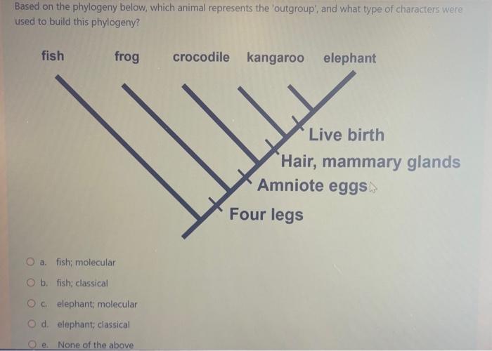 Solved Based on the phylogeny below, which animal represents | Chegg.com