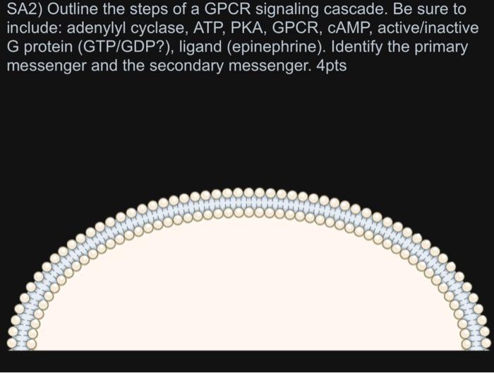 Solved SA2) Outline the steps of a GPCR signaling cascade. | Chegg.com
