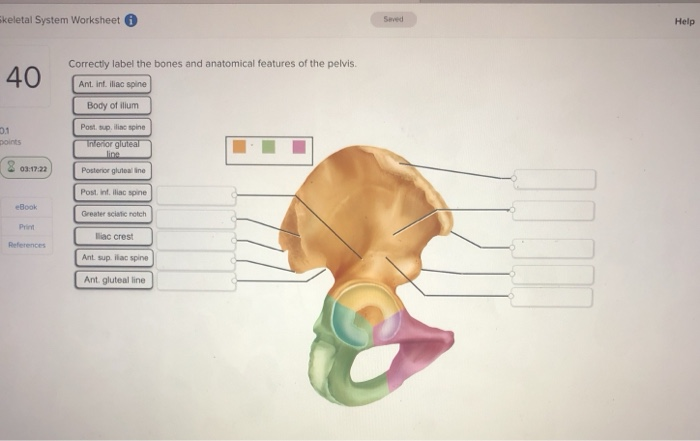 Solved Skeletal System Worksheet 6 Help 40 Correctly Label Chegg