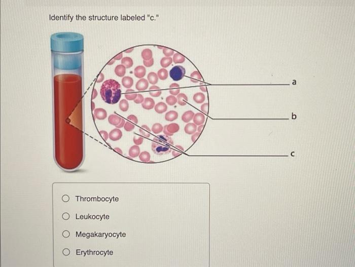 Solved Identify the structure labeled "c." a b с Thrombocyte | Chegg.com