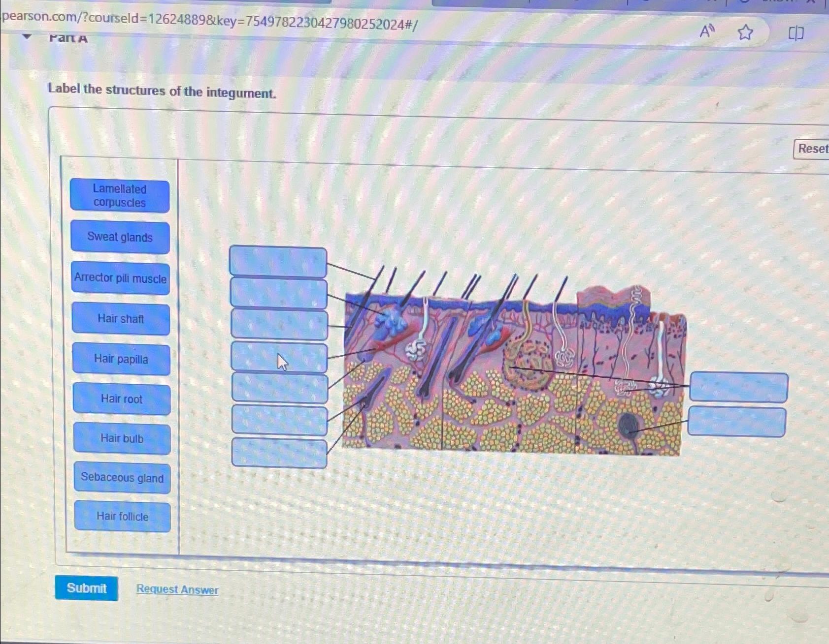 Solved pearson.com/?courseld =12624889& key | Chegg.com