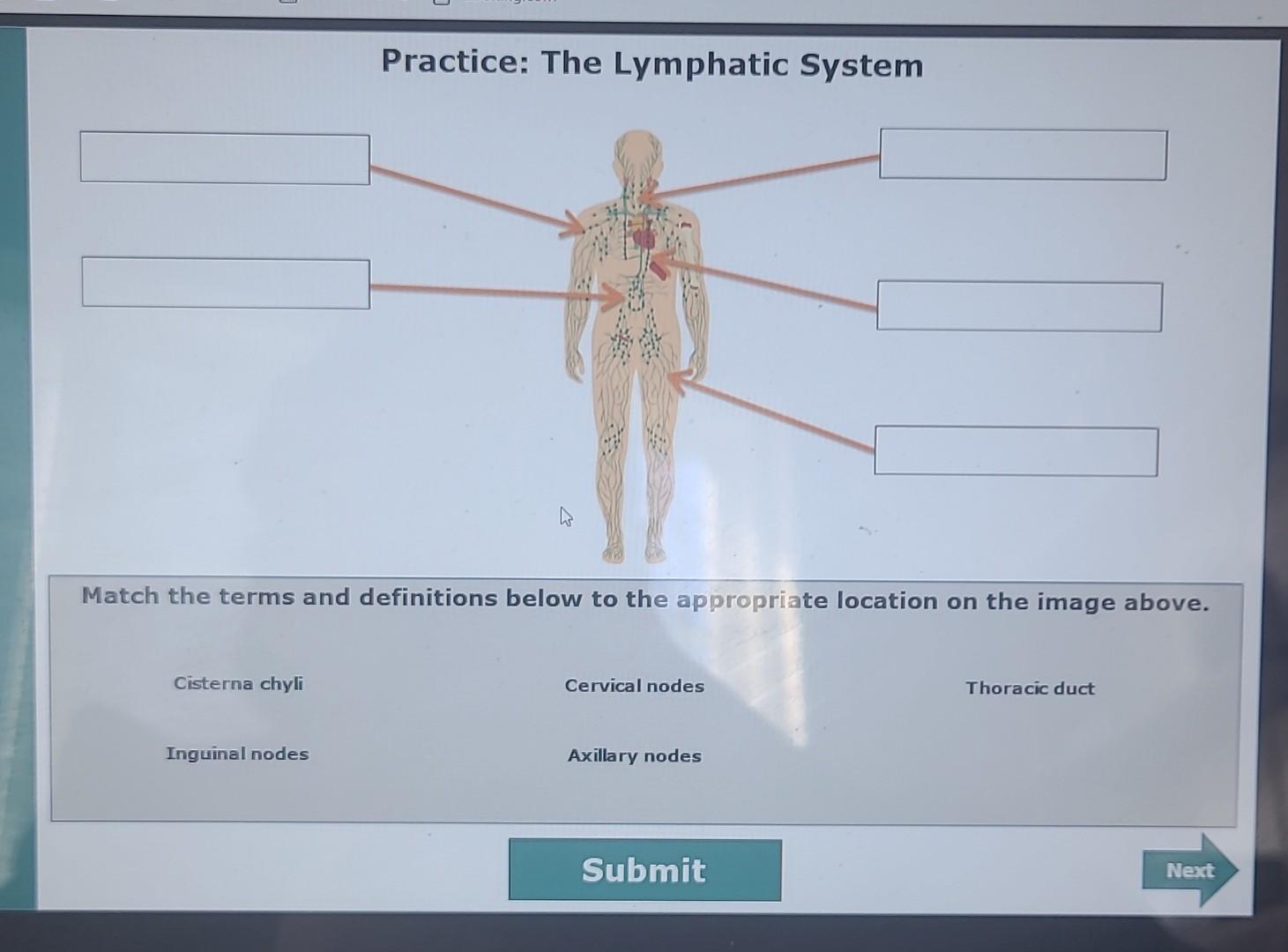 Solved Practice: The Lymphatic System Match the terms and | Chegg.com