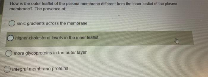 Solved How is the outer leaflet of the plasma membrane | Chegg.com