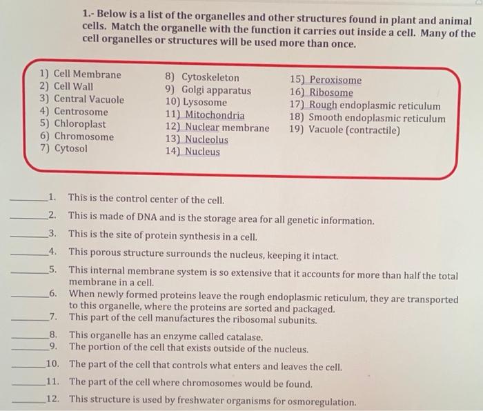 1.- Below is a list of the organelles and other | Chegg.com