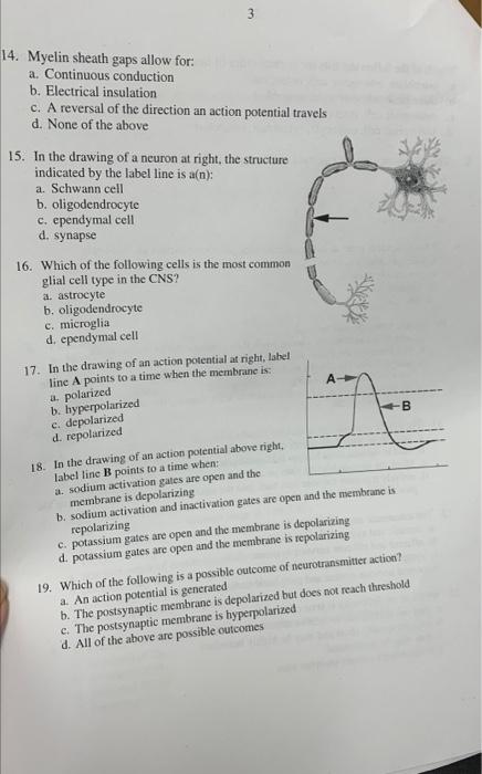 Solved 14. Myelin sheath gaps allow for: a. Continuous | Chegg.com