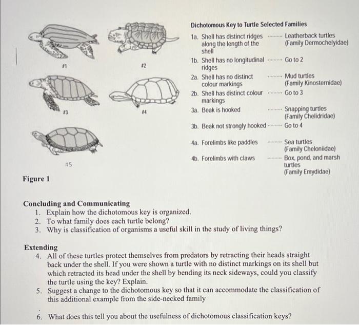 12 Dichotomous Key to Turtle Selected Families 1a. | Chegg.com