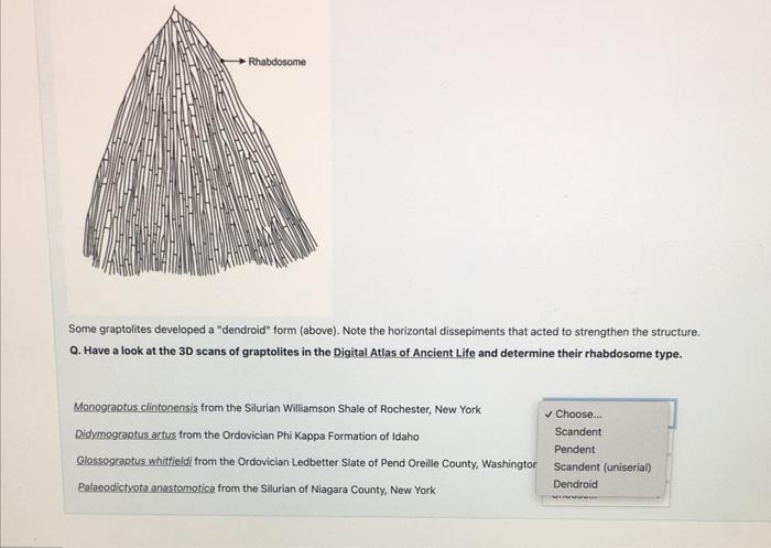 Solved Rhabdosome Some graptolites developed a "dendroid" | Chegg.com
