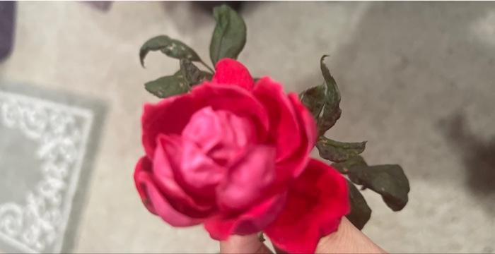 Solved - Find a flower and try to identify it (scientific | Chegg.com