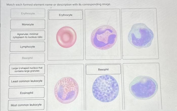 Solved Match each formed element name or description with | Chegg.com