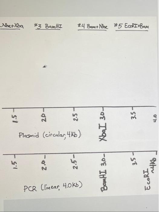 Draw a map of you plasmid + PCR, including distances | Chegg.com