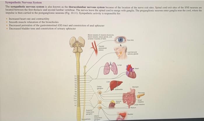 Solved AUTONOMIC NERVOUS SYSTEM The autonomic nervous system | Chegg.com