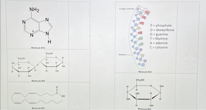 Solved BIOCHEMICAL MOLECULES - STRUCTURE AND FUNCTION ENTER | Chegg.com