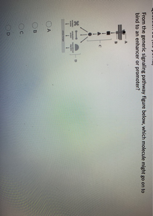 Solved PILD From the generic signaling pathway figure below, | Chegg.com