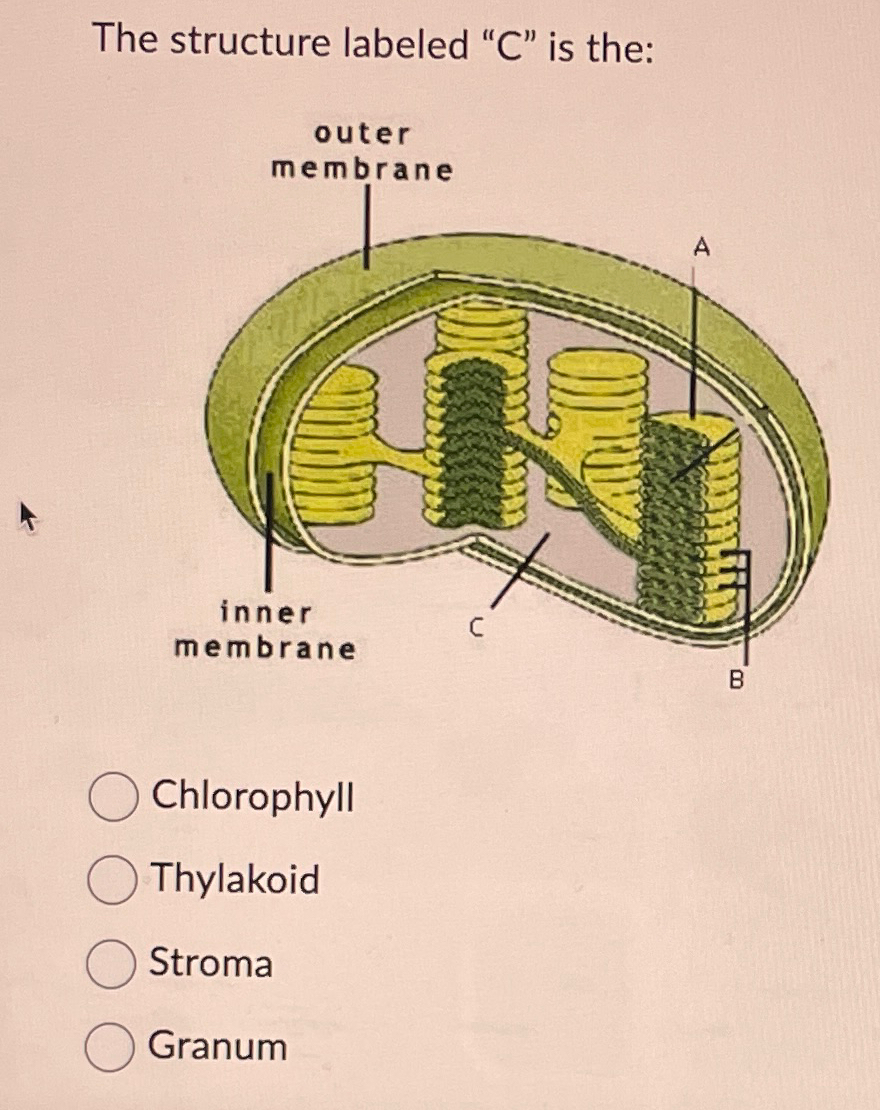 Solved The structure labeled " C " ﻿is the: | Chegg.com