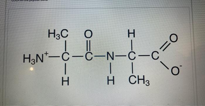 Solved Circle the peptide bond. | Chegg.com