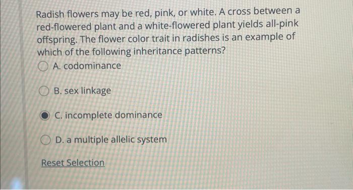 solved-radish-flowers-may-be-red-pink-or-white-a-cross-chegg