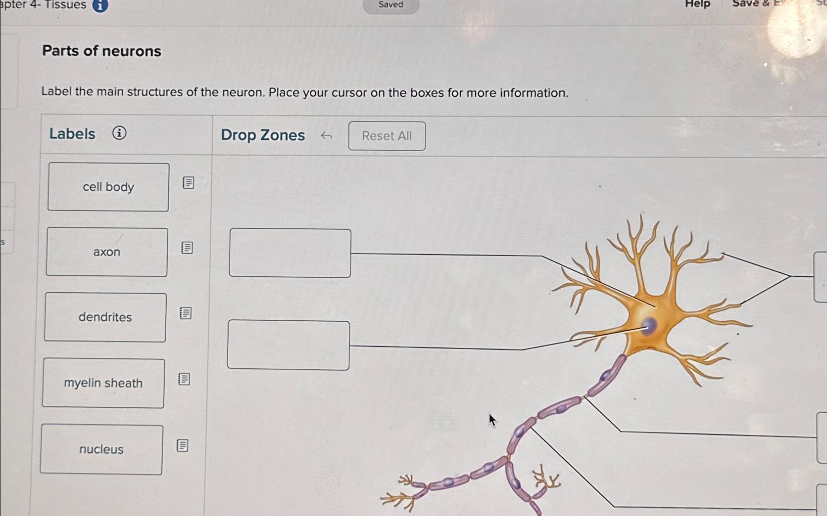 Solved Parts of neuronsLabel the main structures of the | Chegg.com