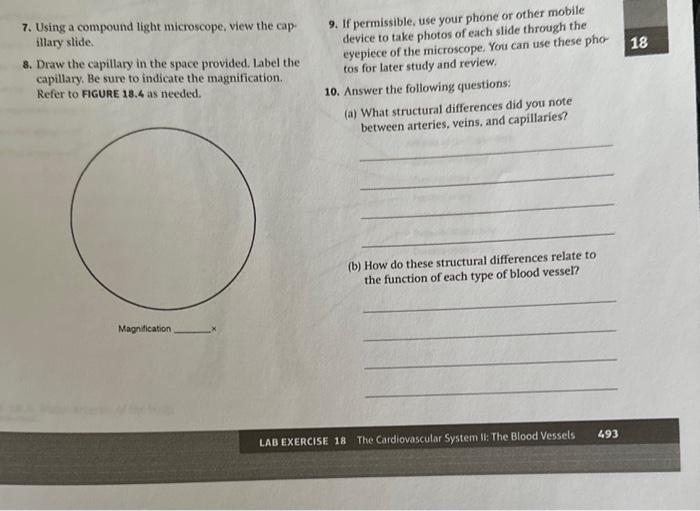 Solved PROCEDURE Identifying Blood Vessels and Their Anatomy | Chegg.com