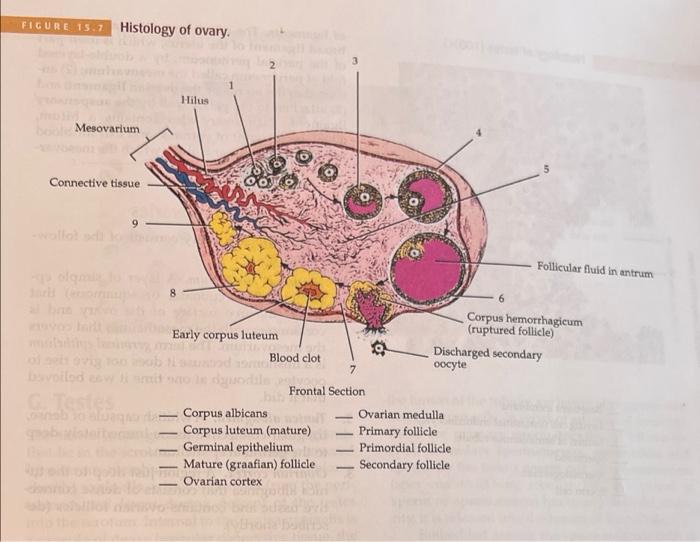 Solved FIGURE 15.7 Histology of ovary. Mesovarium Connective | Chegg.com