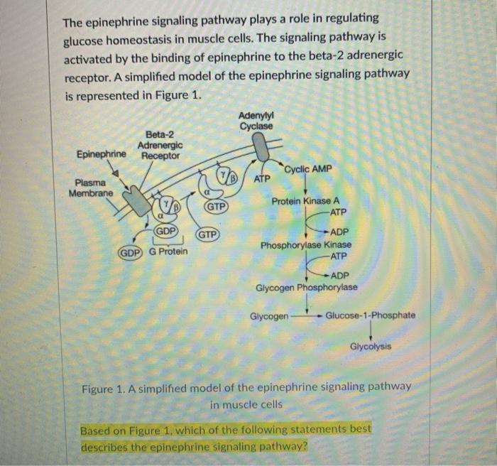 Epinephrine Pathway
