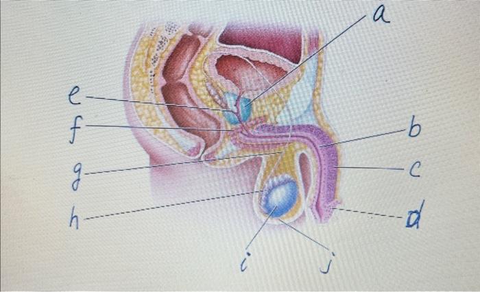 Solved 1. List the major functions of male reproductive | Chegg.com