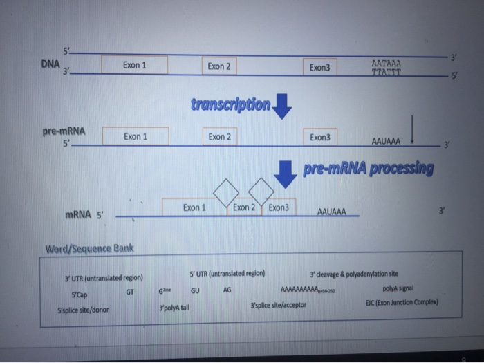 DNA 3 Exon 1 Exon 2 Exon3 AATAAA UTAJUTT | Chegg.com