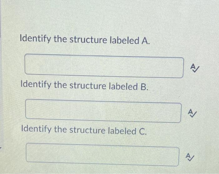 Solved С D B Identify the structure labeled A. AJ Identify | Chegg.com