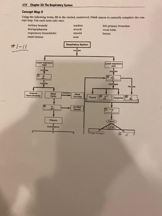 Solved 458 Chapter 23: The Respiratory System Concept Map 1 | Chegg.com