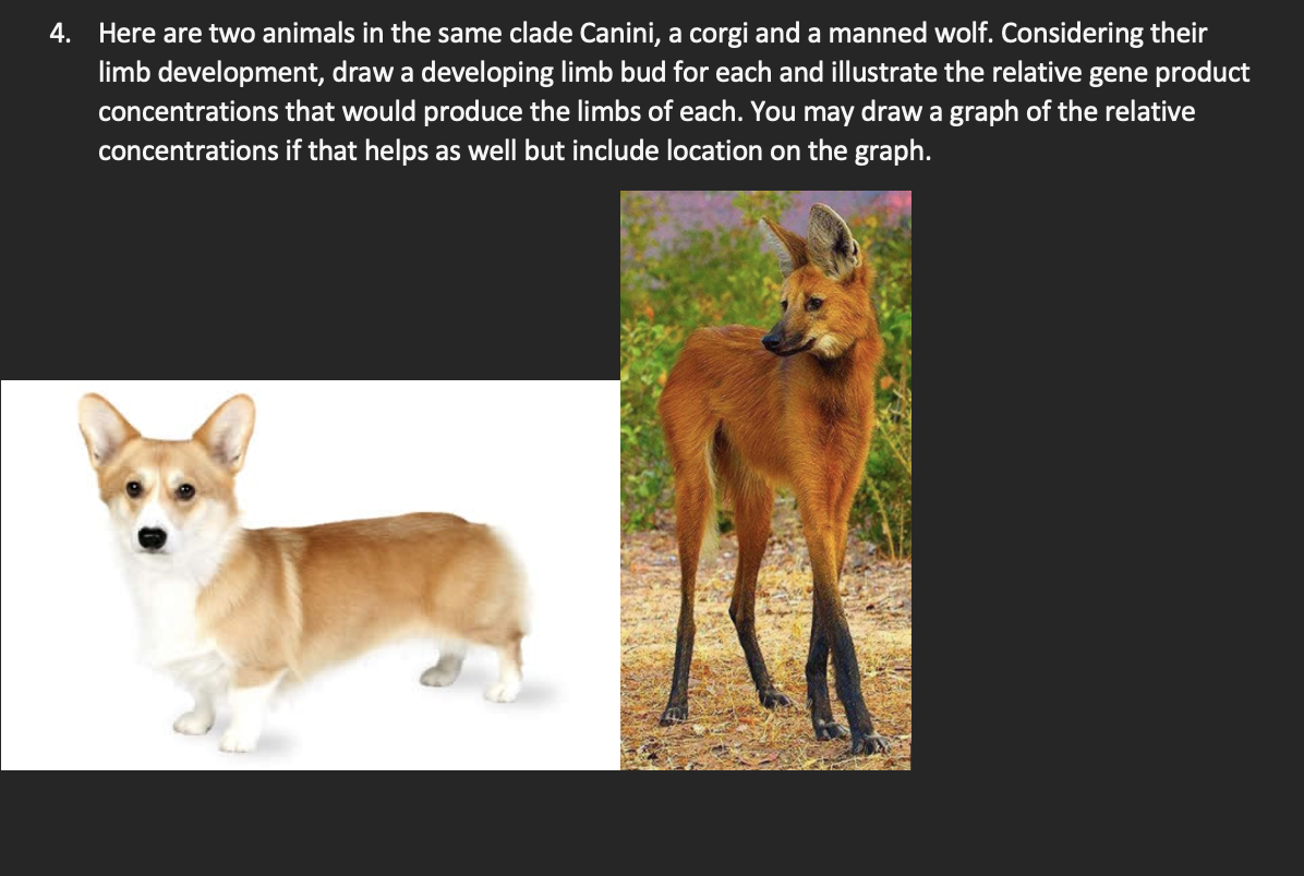Solved Here are two animals in the same clade Canini, a | Chegg.com