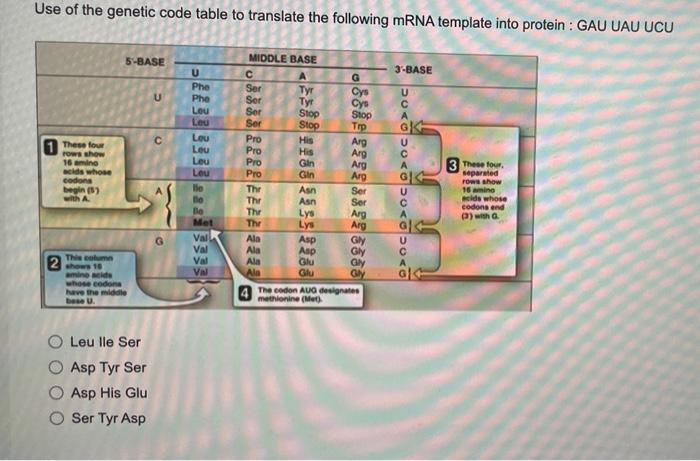Solved Use of the genetic code table to translate the | Chegg.com