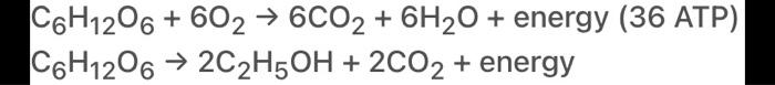 Solved C6H12O6 + 602 → 6CO2 + 6H2O + energy (36 ATP) C6H1206 | Chegg.com