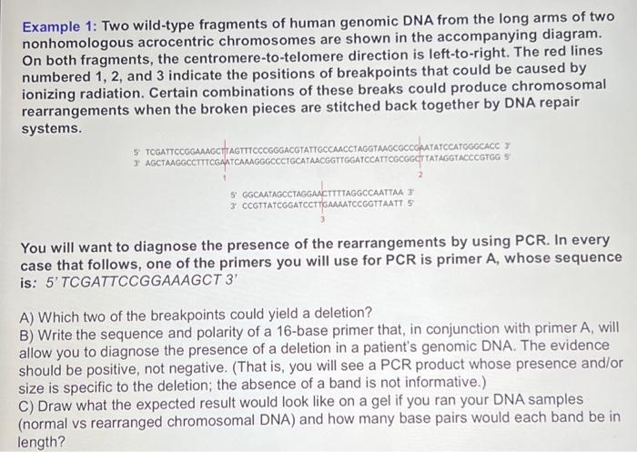 Solved Example 1: Two wild-type fragments of human genomic | Chegg.com