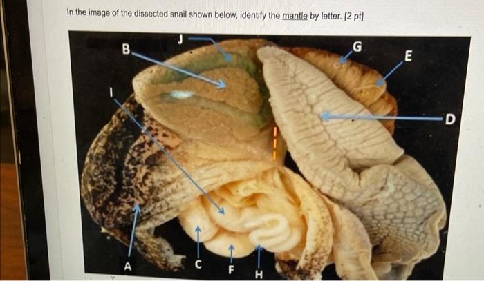 Solved In the image of the dissected snail shown below, | Chegg.com