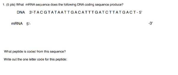 Solved 1. (5 pts) What mRNA sequence does the following DNA | Chegg.com